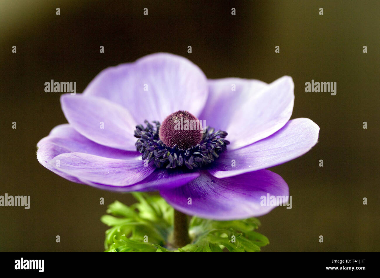 Purple anemone on black hi-res stock photography and images - Alamy