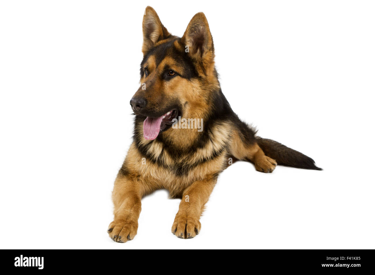 Furry german shepherd Cut Out Stock Images & Pictures - Alamy