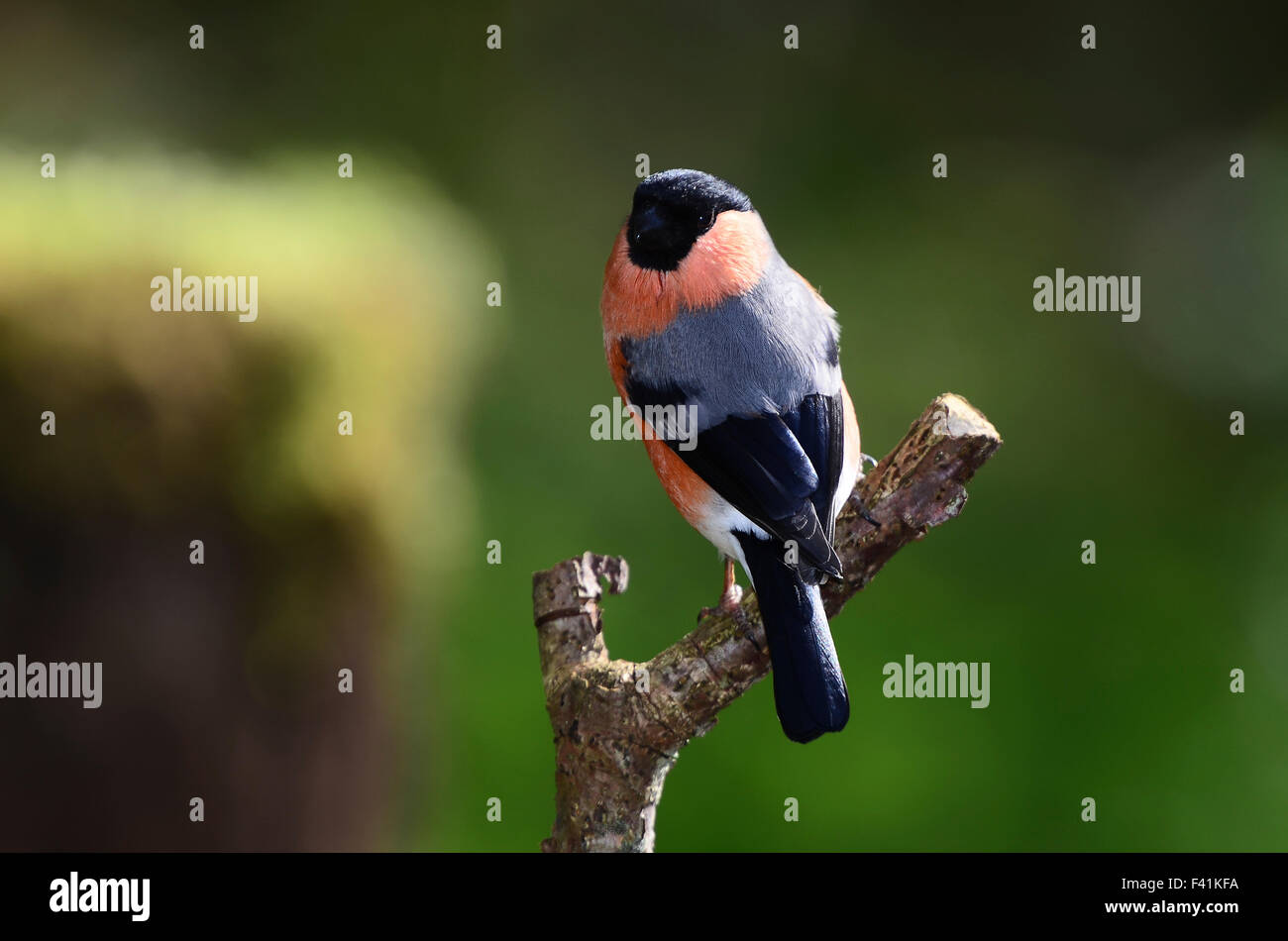 Eurasian bull finch hi-res stock photography and images - Alamy