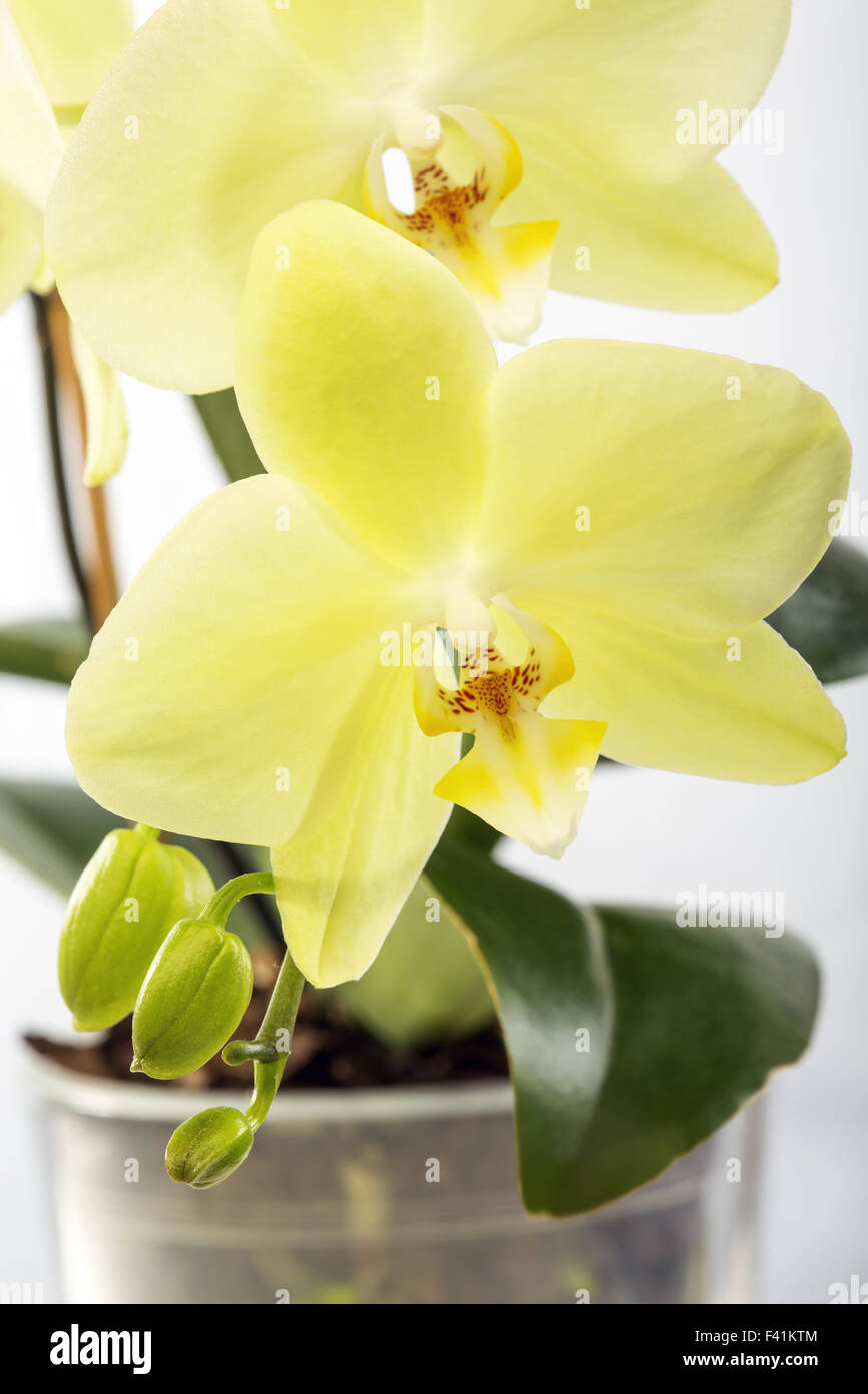 Blooming yellow orchid Stock Photo - Alamy