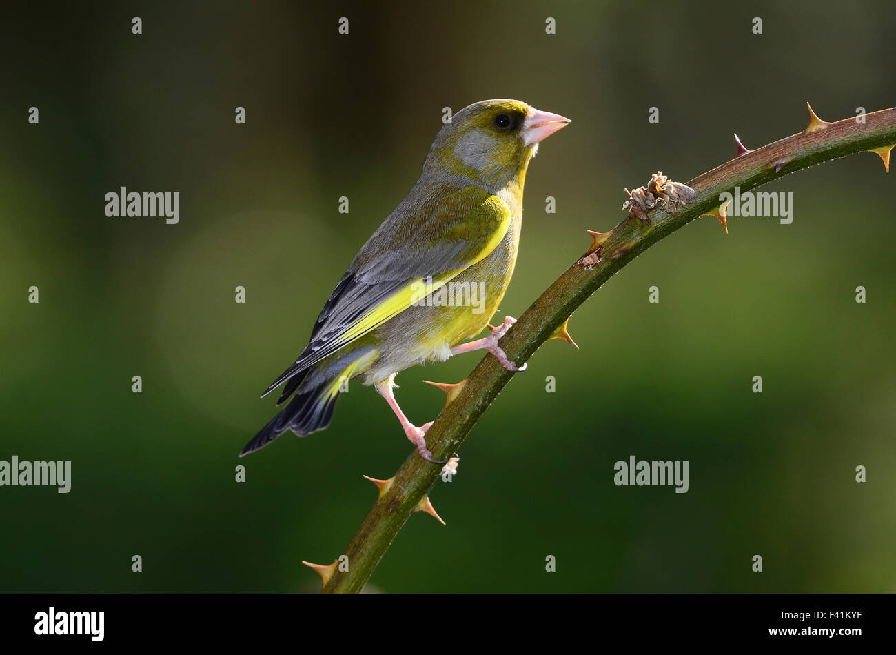 Greenfinch in habitat hi-res stock photography and images - Alamy