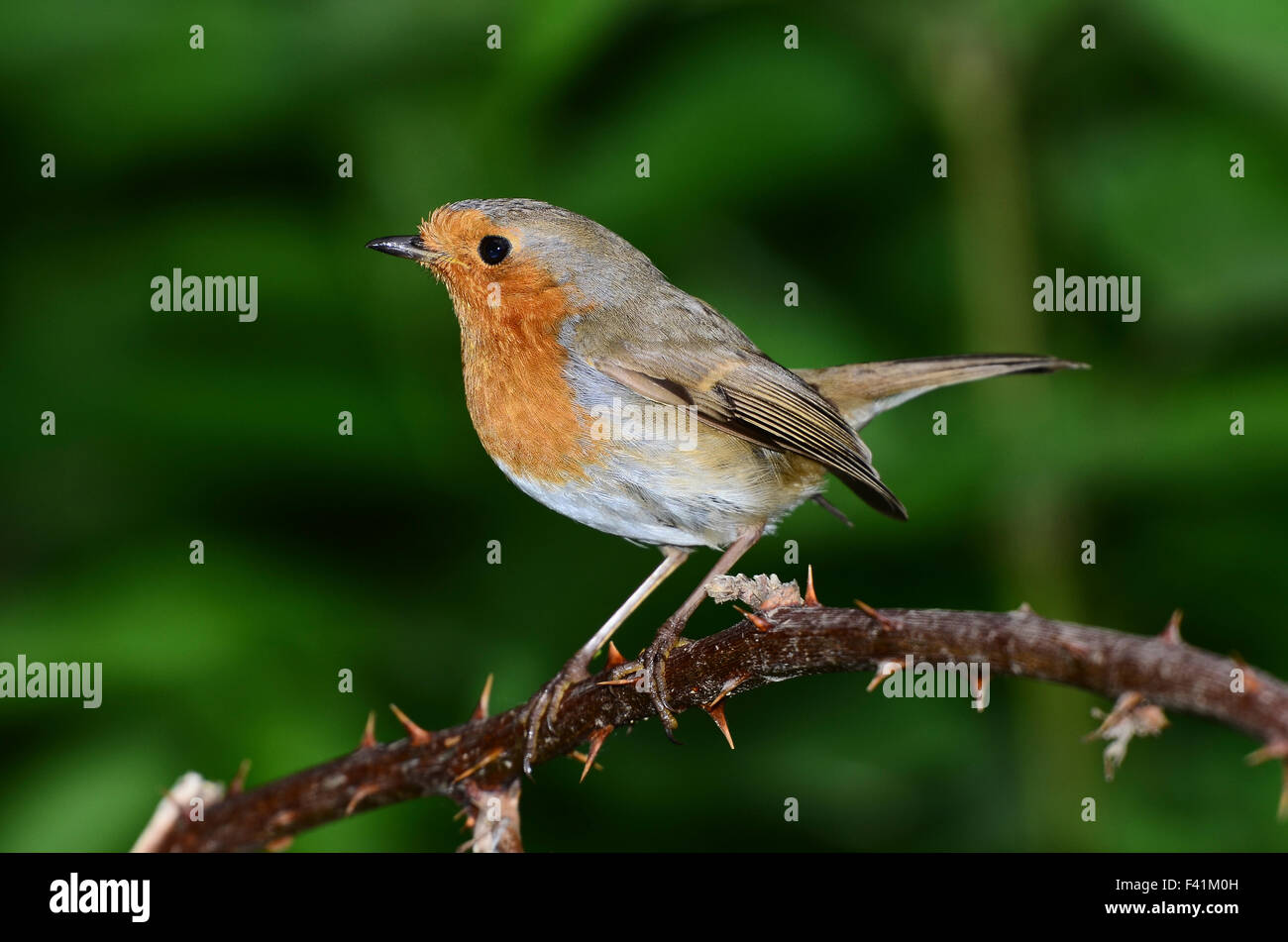Bramble Bird High Resolution Stock Photography and Images - Alamy