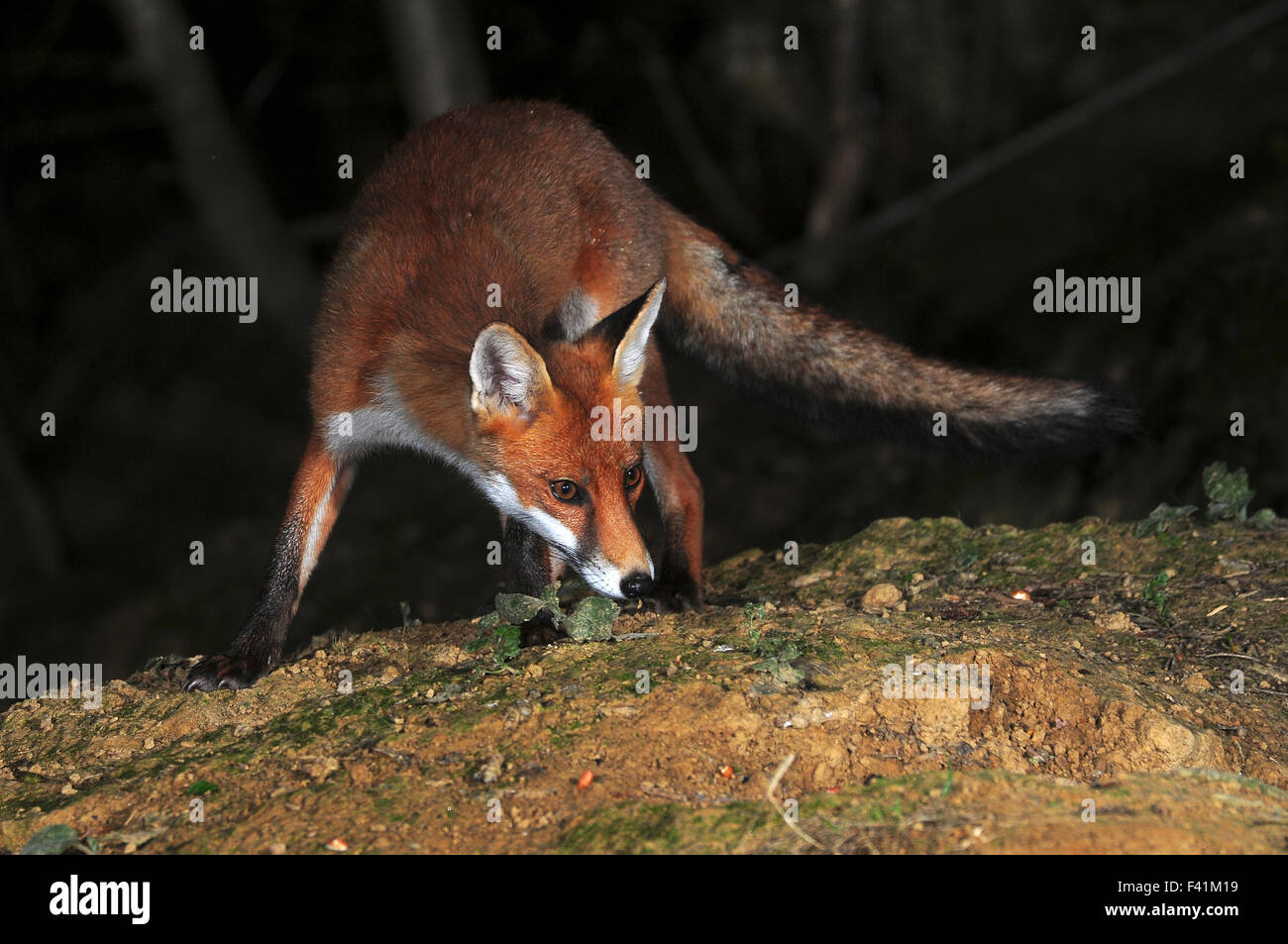 Red Fox Tail High Resolution Stock Photography and Images - Alamy