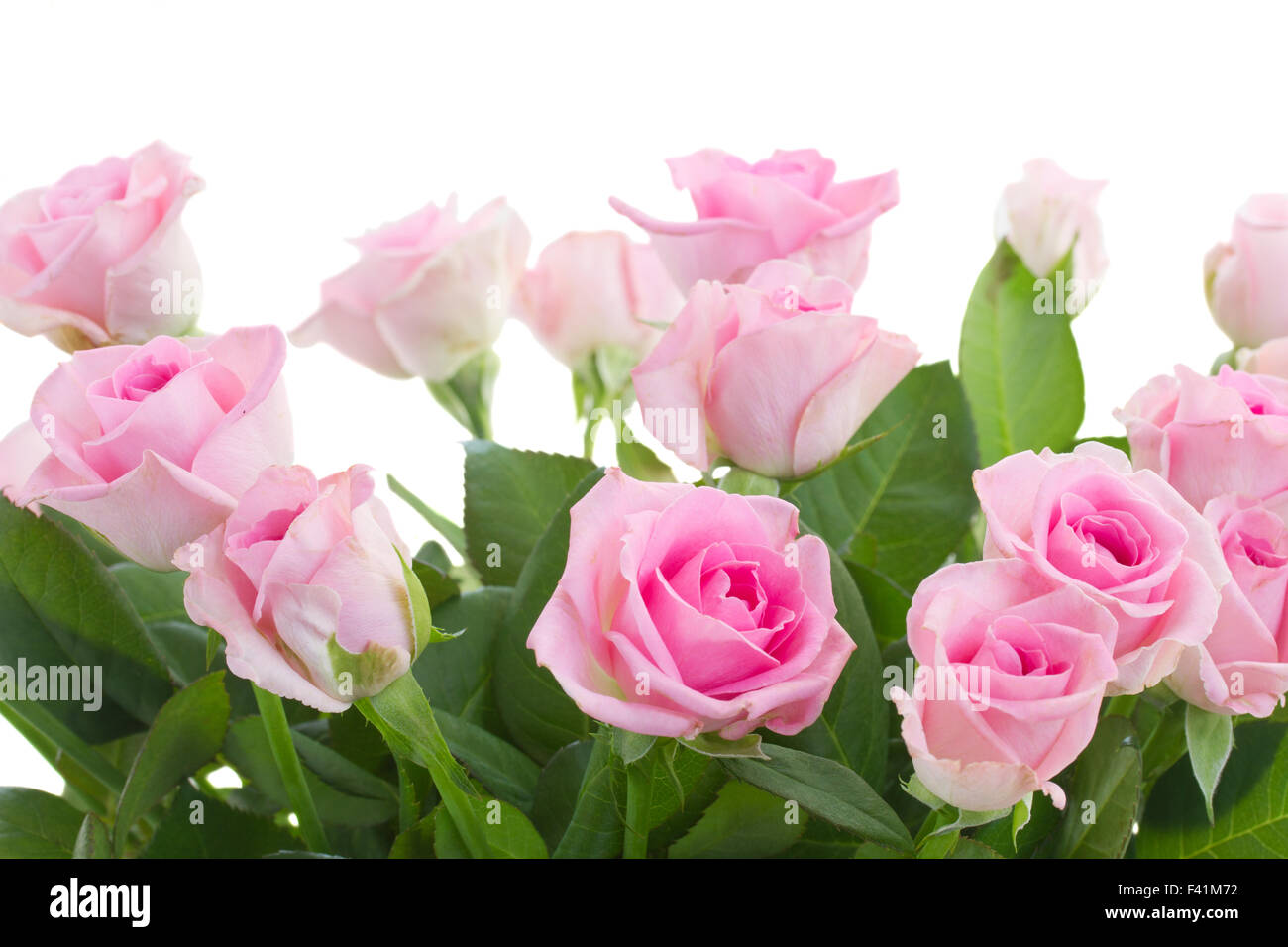 bouquet of fresh roses Stock Photo - Alamy