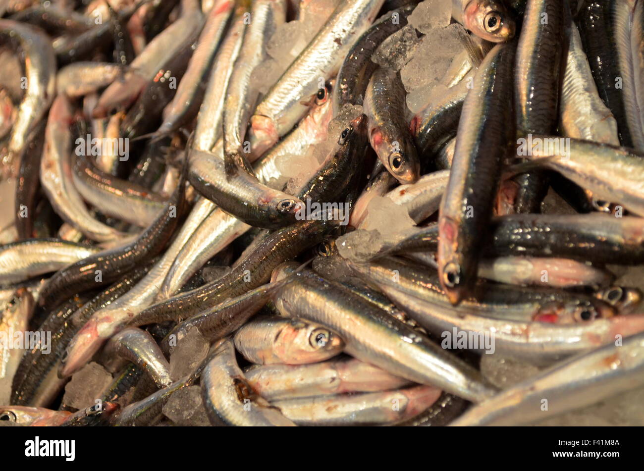 Silver fish hi-res stock photography and images - Alamy