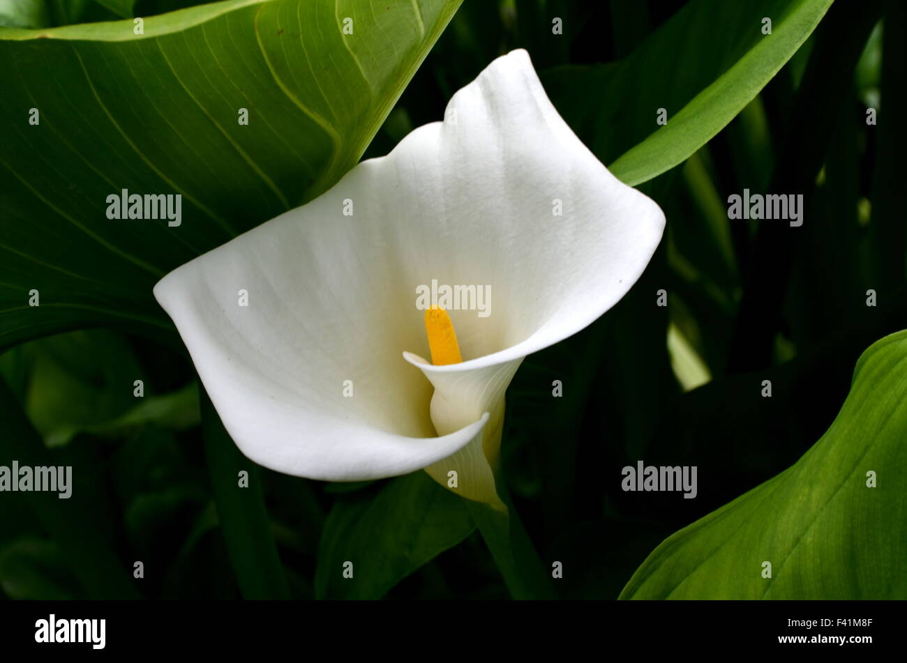 Single flower calla lily hi-res stock photography and images - Alamy