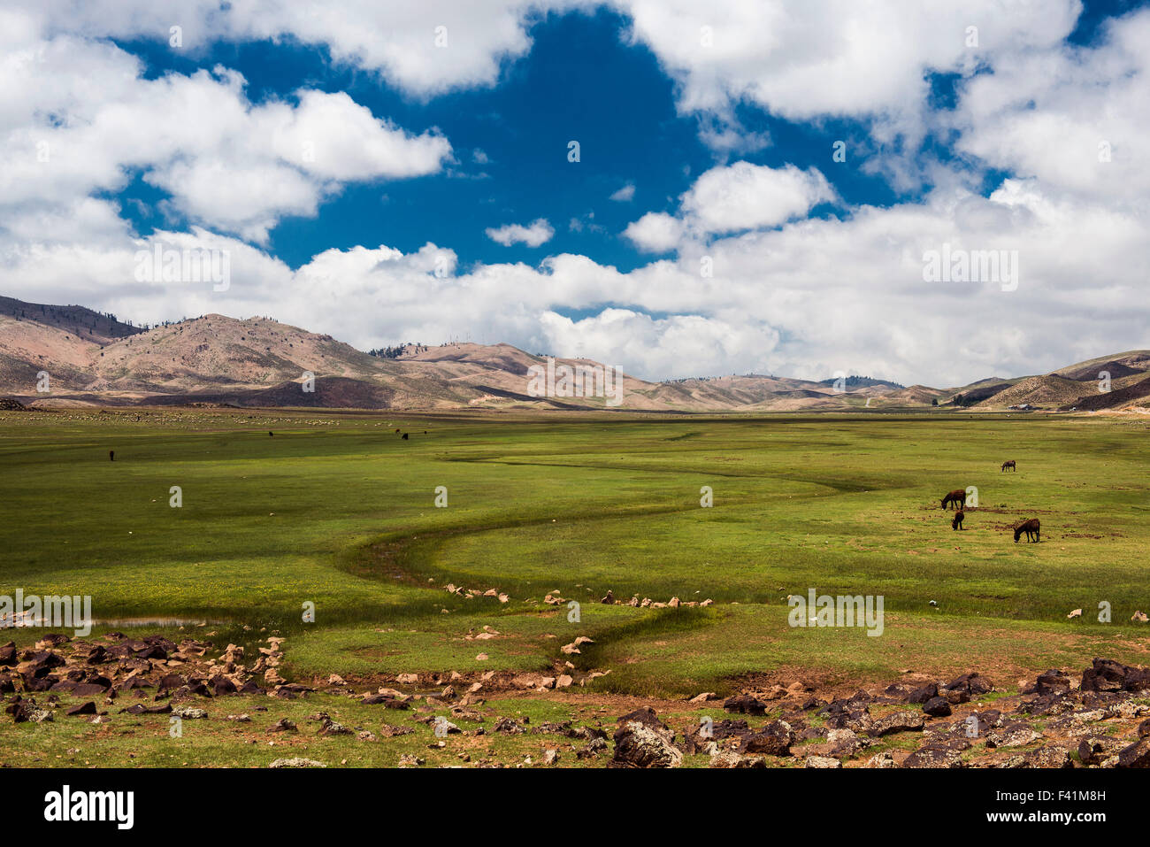 Plateau with horses and mules, Ifrane, High Atlas, Morocco Stock Photo ...