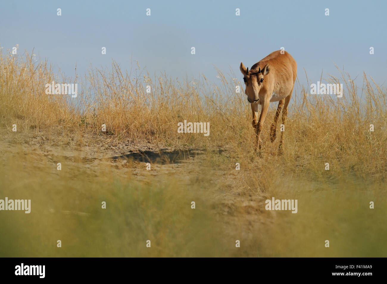 Wild young male Saiga antelope in morning steppe Stock Photo - Alamy