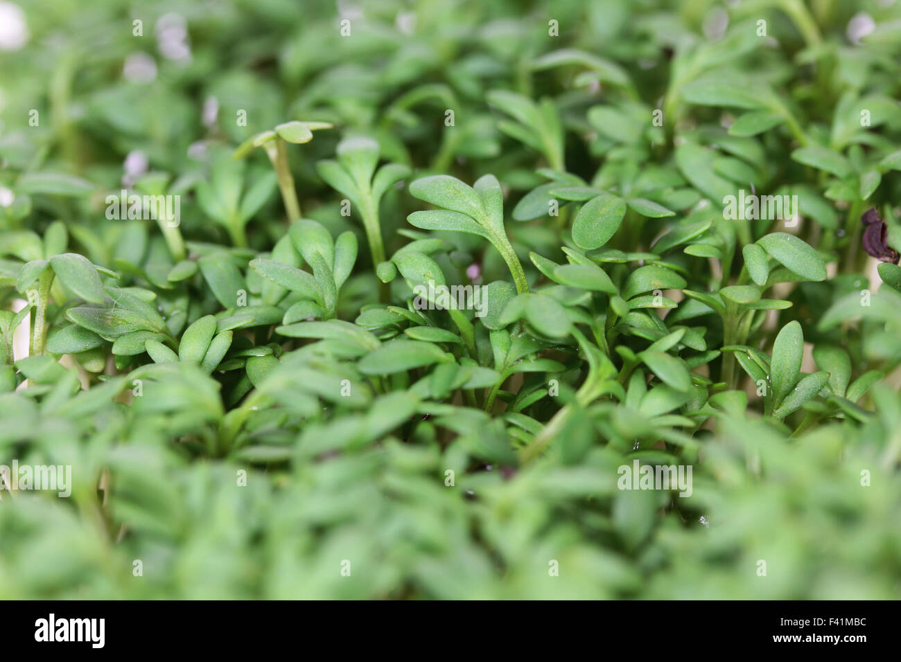 Spros hi-res stock photography and images - Alamy