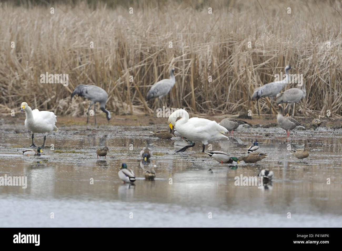 Bog birds hi-res stock photography and images - Alamy