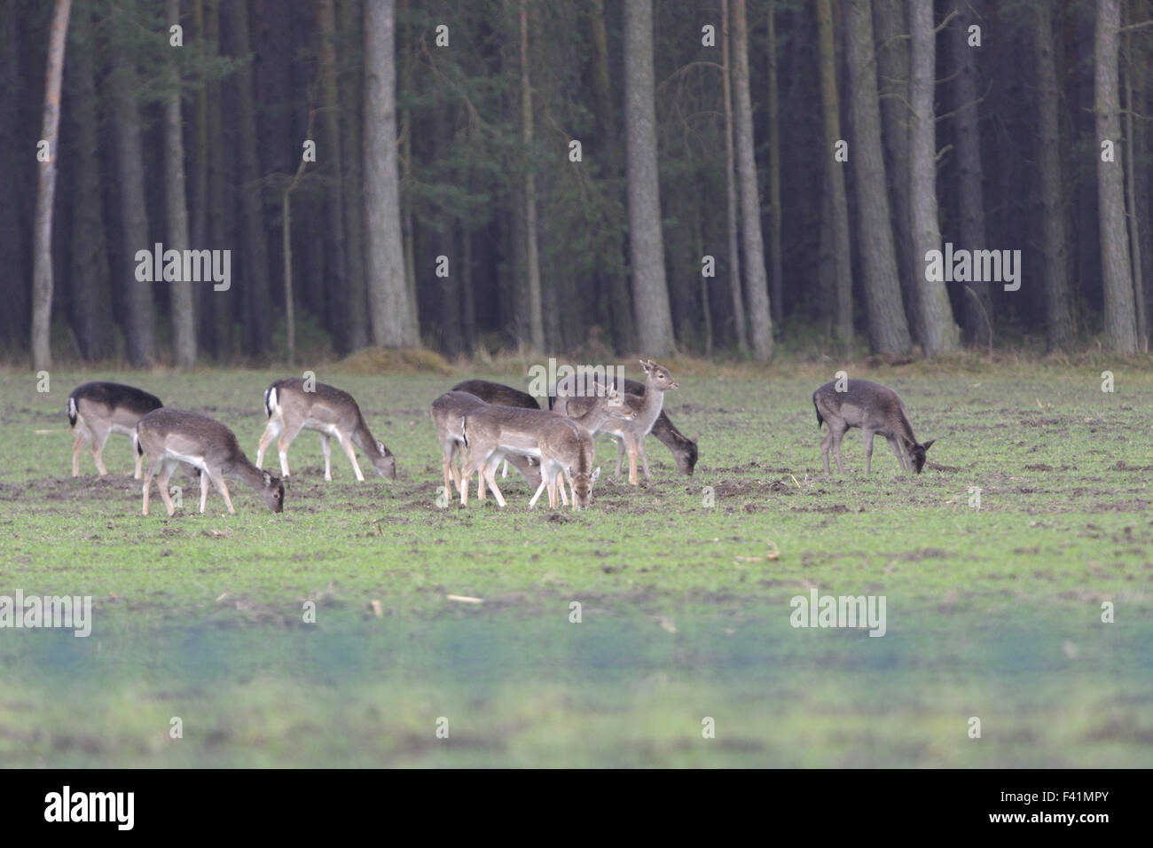 Female deer babies hi-res stock photography and images - Alamy