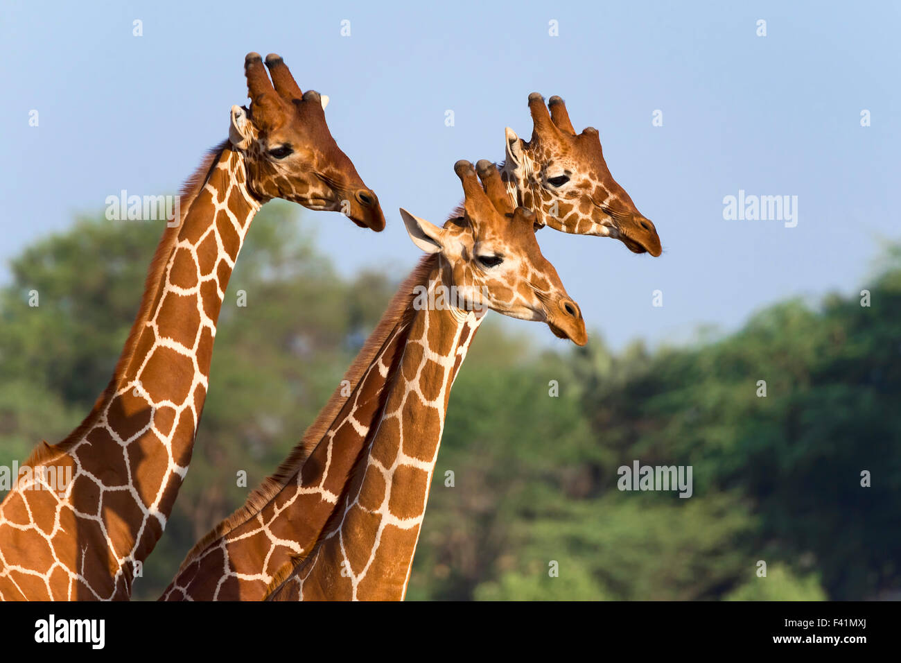 Three Somali or reticulated giraffes (Giraffa reticulata camelopardalis ...