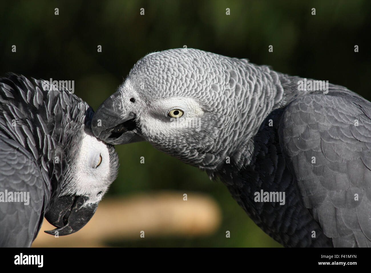 African parrots hi-res stock photography and images - Alamy