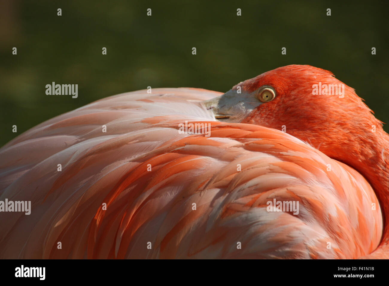 Kubaflamingo hi-res stock photography and images - Alamy