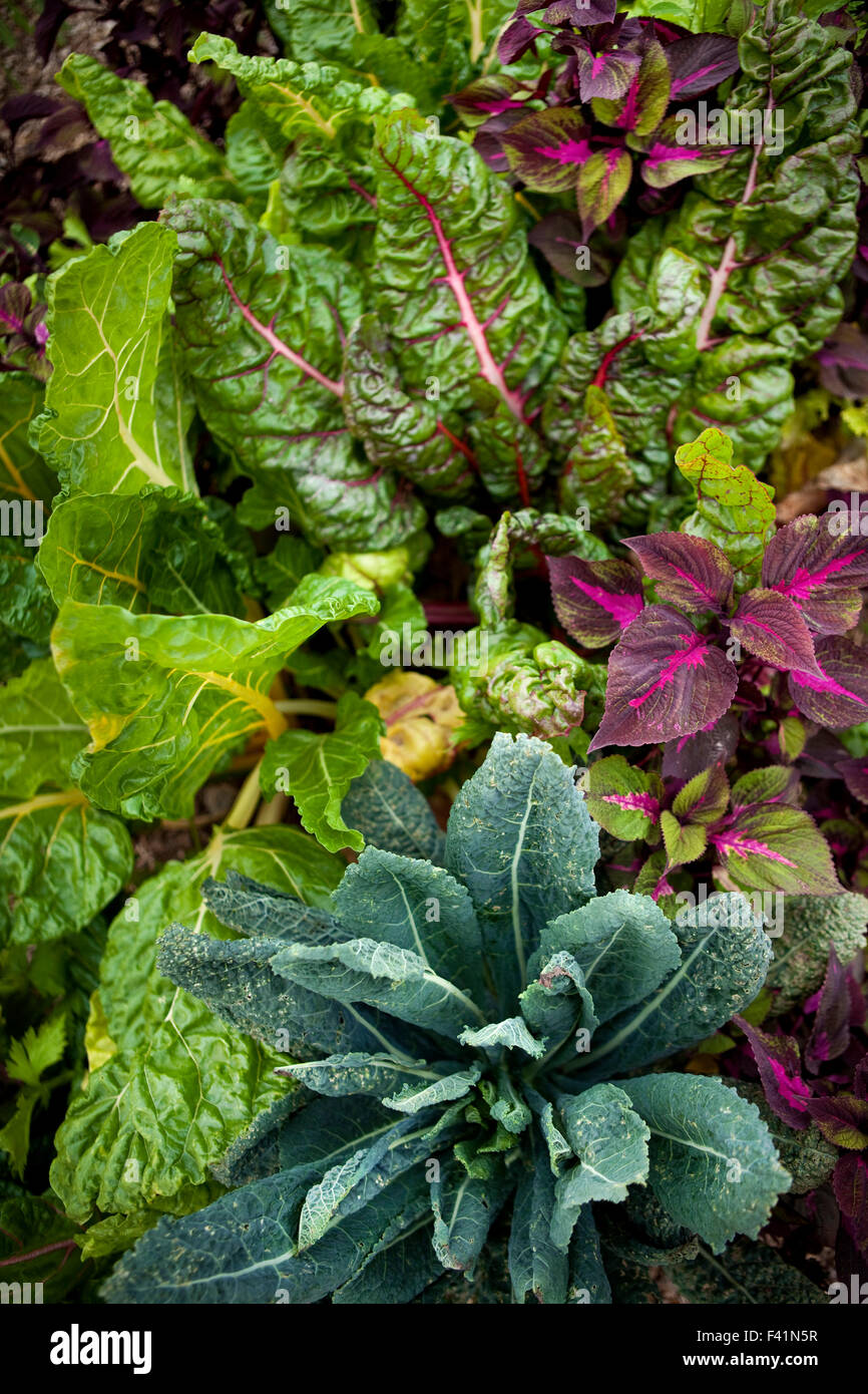 Background of various vegetable in a garden Stock Photo - Alamy