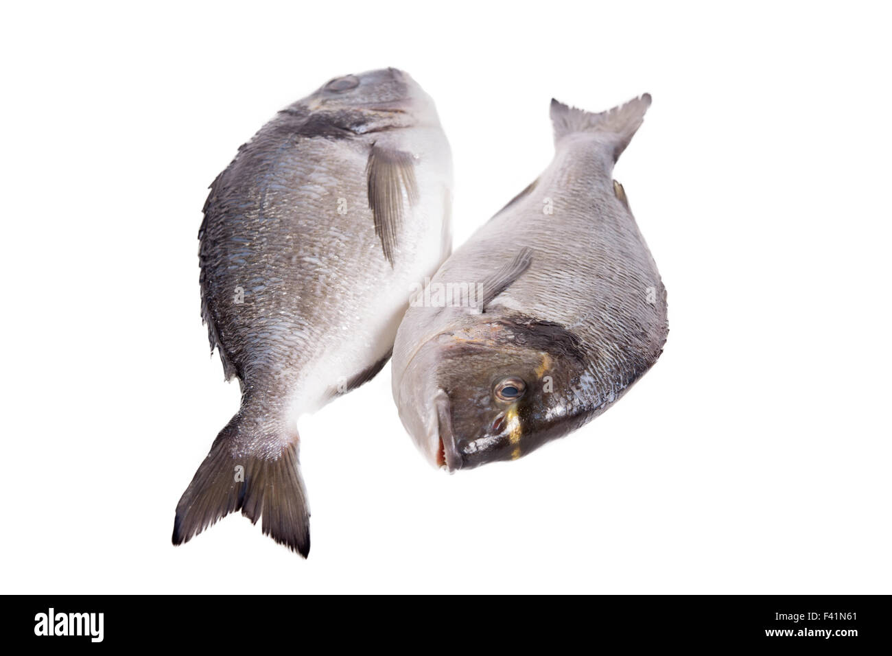 Dorado fish hi-res stock photography and images - Alamy