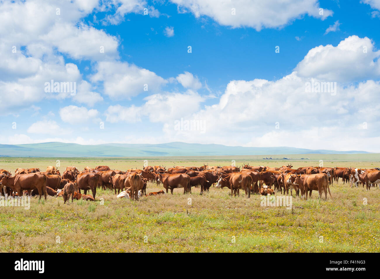 Tend cows hi-res stock photography and images - Alamy
