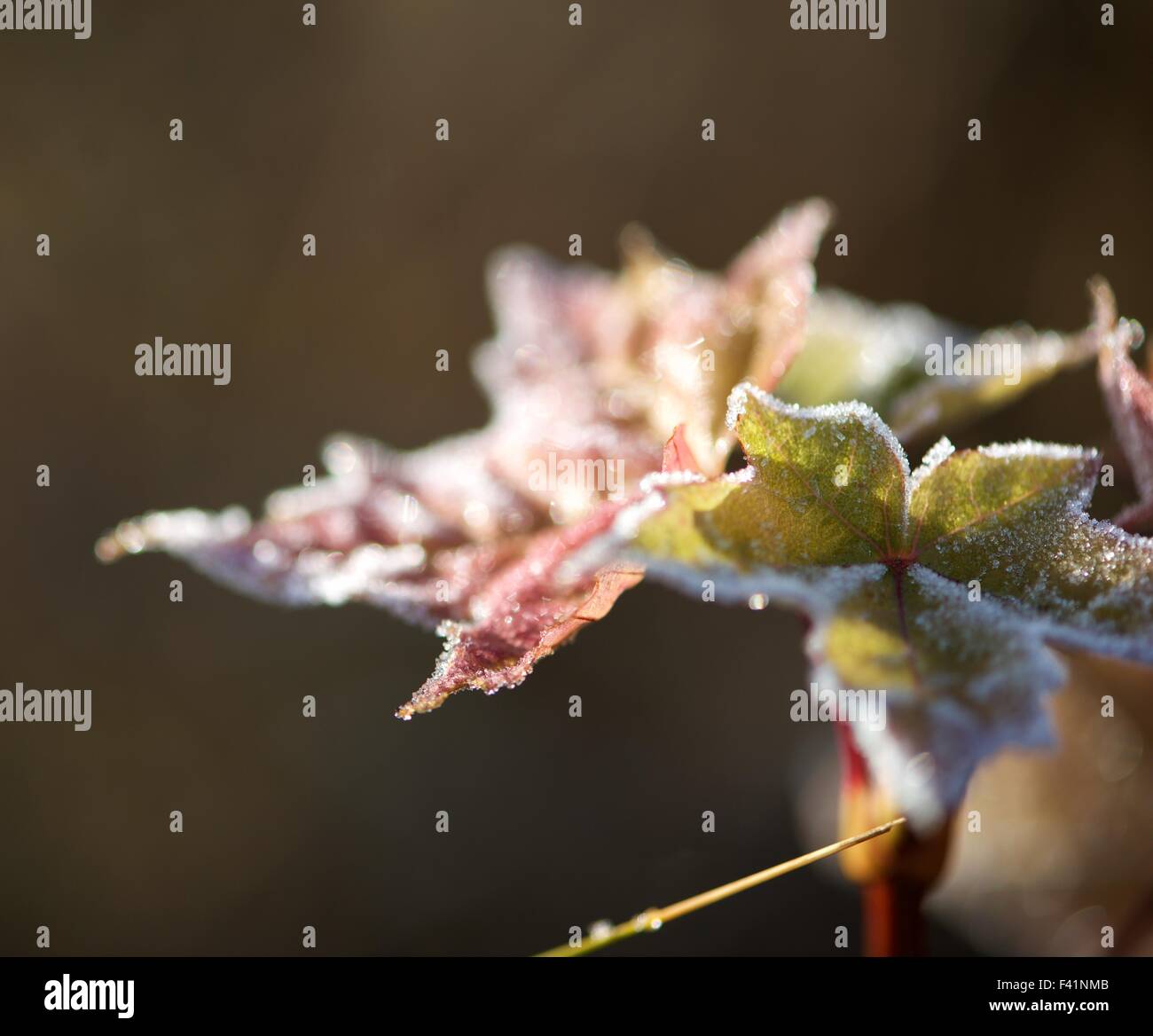 An image of autumn icy grass, frosted grass, frosty leaves, frosty ...