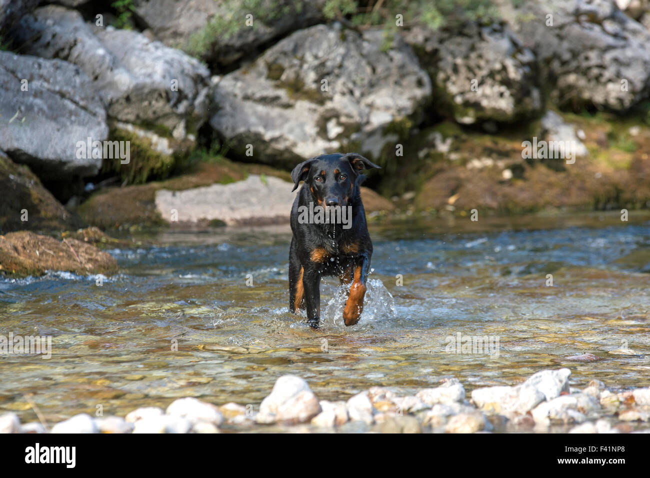 Beauceron dog hi-res stock photography and images - Alamy