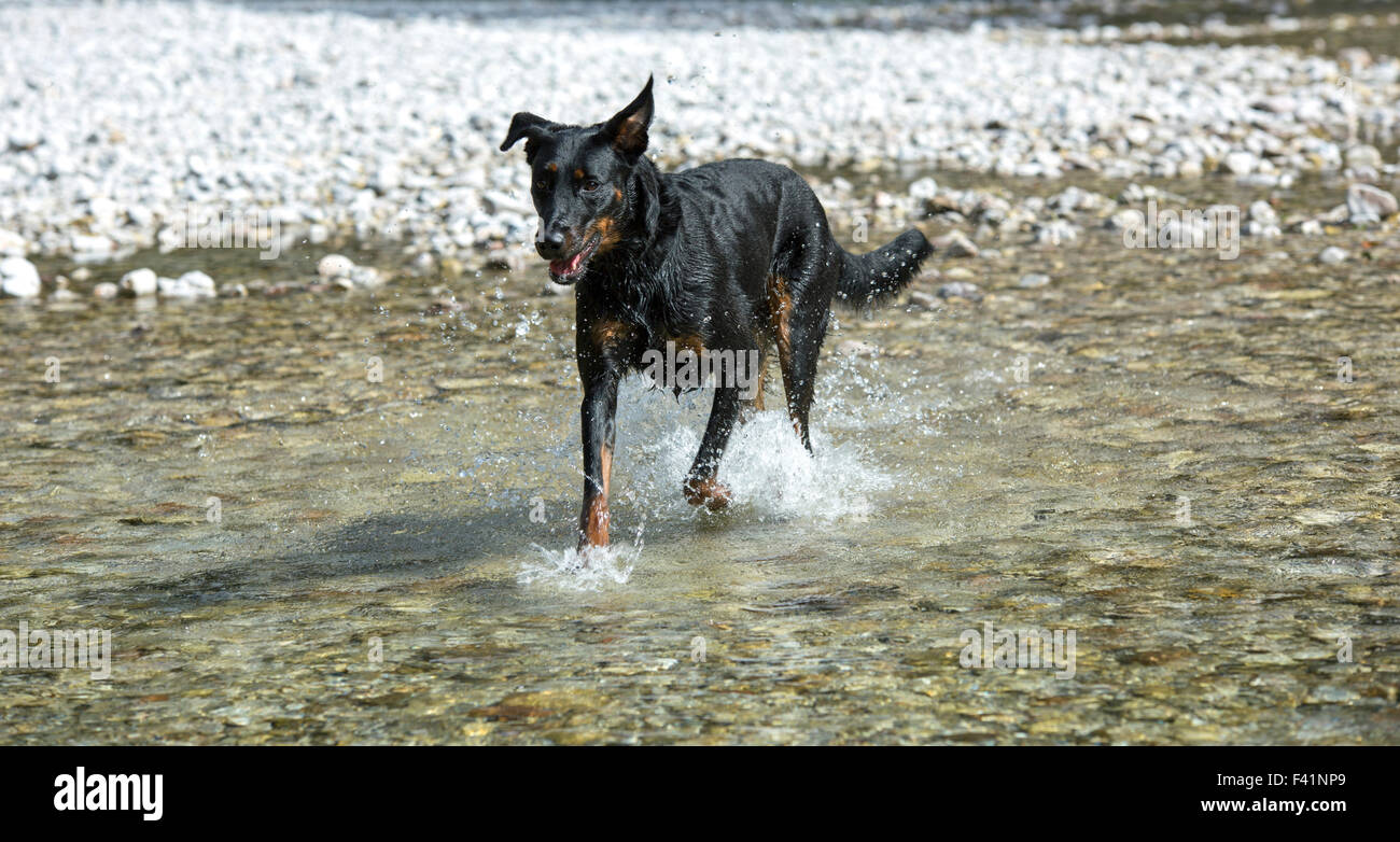 Beauceron dog hi-res stock photography and images - Alamy