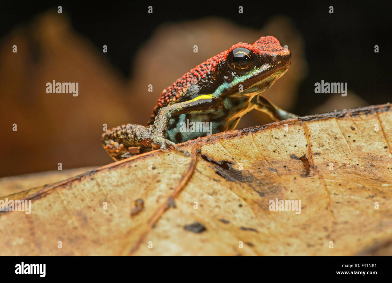 Sanguine poison frog or Zaparo's poison frog (Allobates zaparo), Amazon ...
