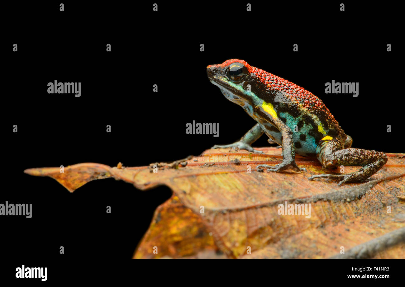 Sanguine poison frog or Zaparo's poison frog (Allobates zaparo), Amazon ...