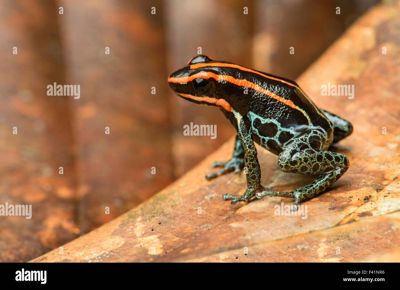 Sanguine poison frog or Zaparo's poison frog (Allobates zaparo), Amazon ...