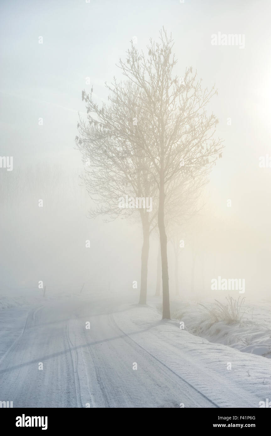 Sunlight coming through mist and trees on a cold winterday Stock Photo ...