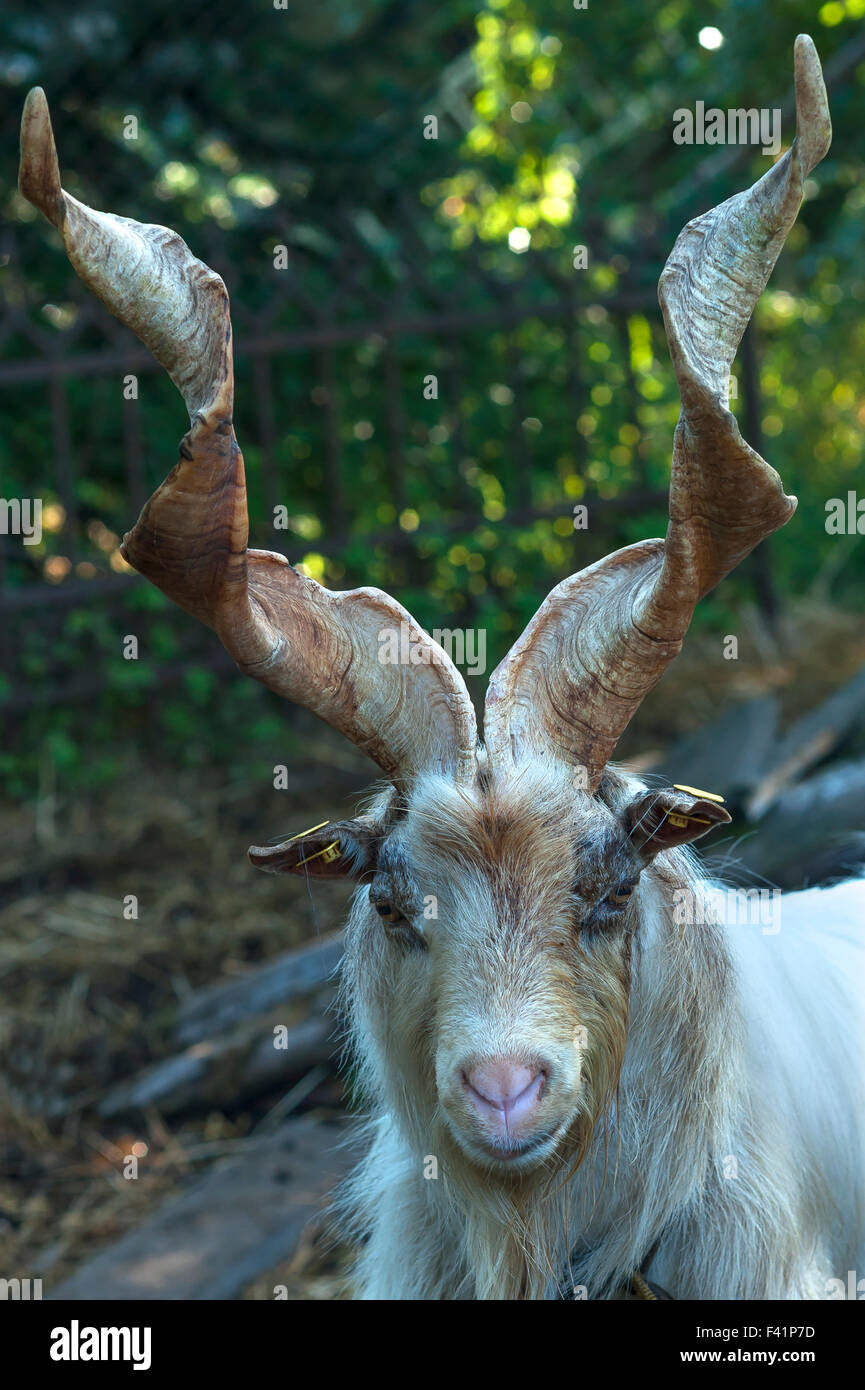 Girgentana goat male billy goat hi-res stock photography and images - Alamy