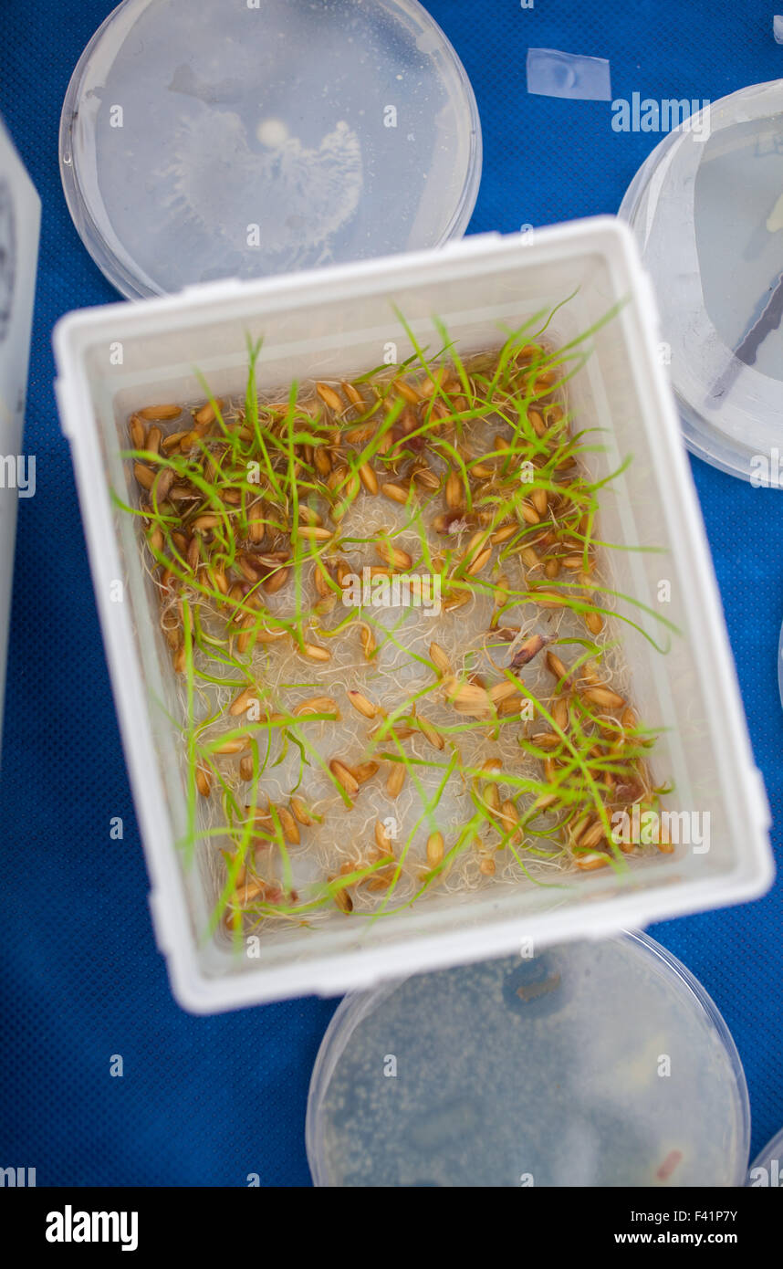 Seed box hi-res stock photography and images - Alamy