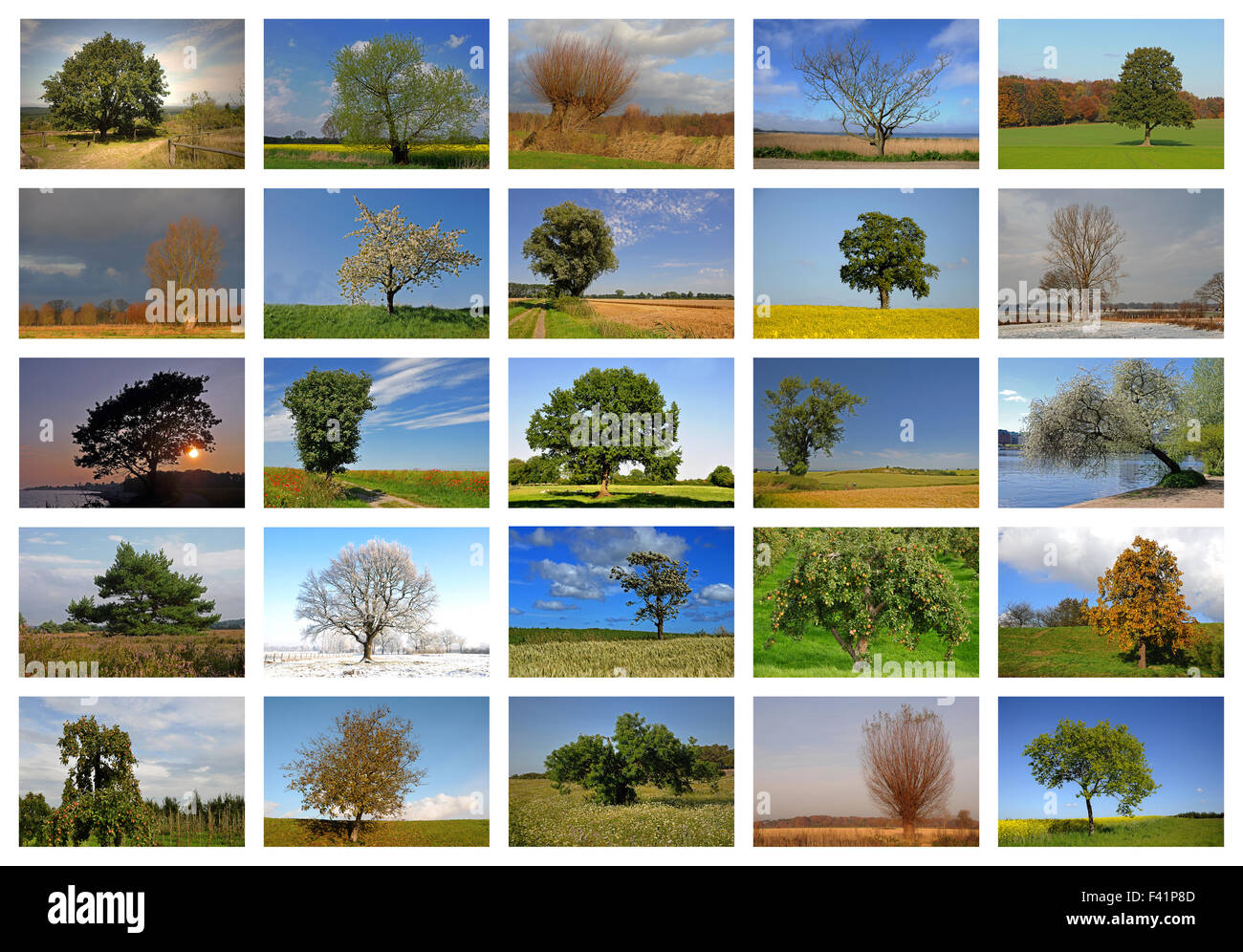 Trees Collage