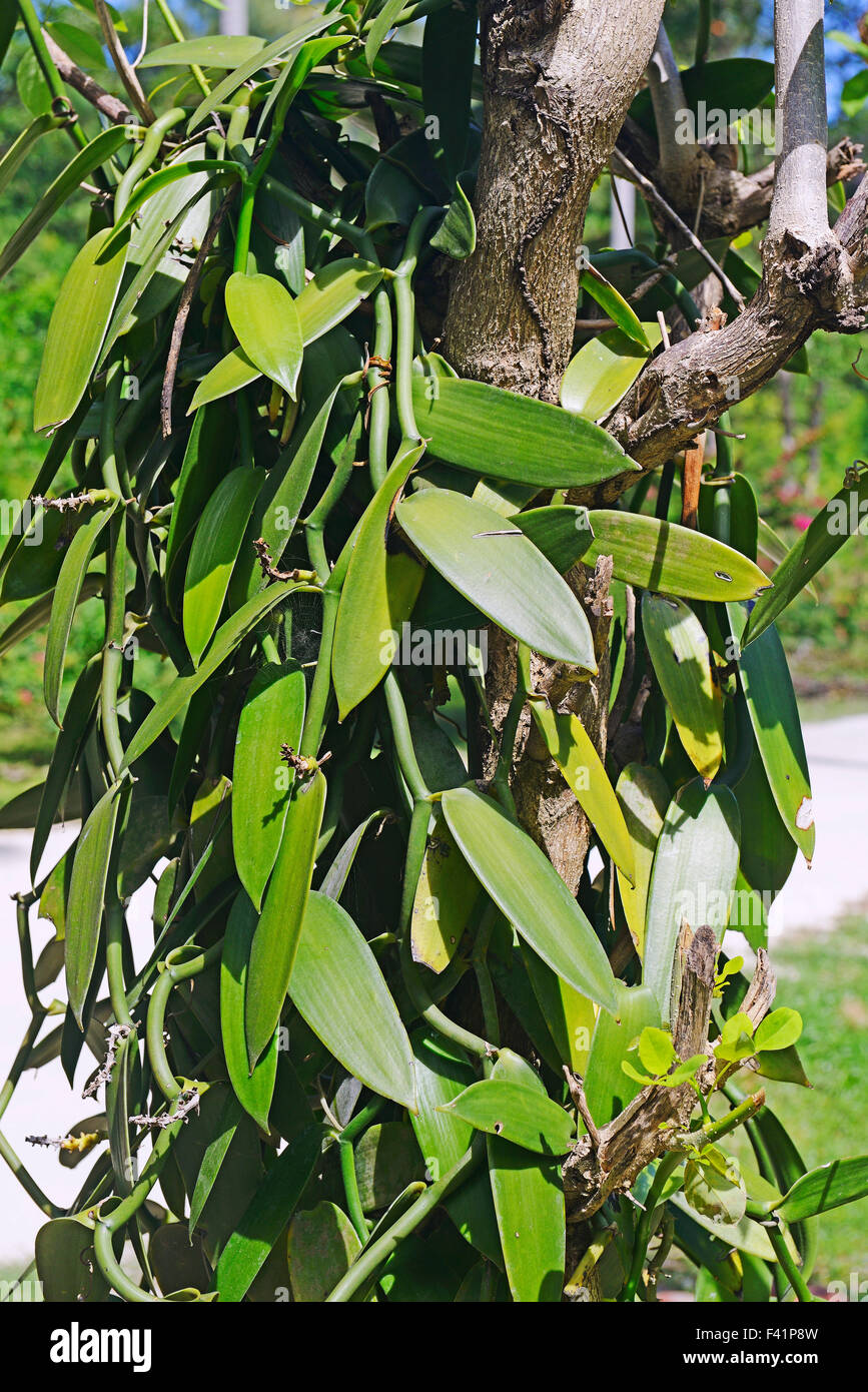 Vanilla plantation hi-res stock photography and images - Alamy