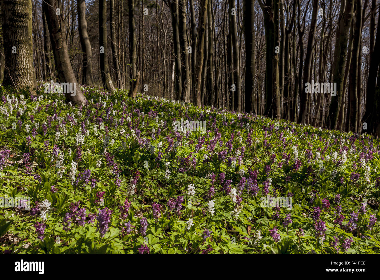 Corydalis cava flowers in a wood in Germany Stock Photo - Alamy