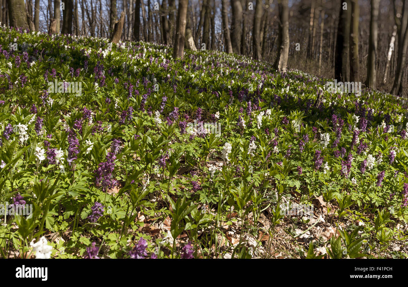 Corydalis cava flowers in a wood in Germany Stock Photo - Alamy