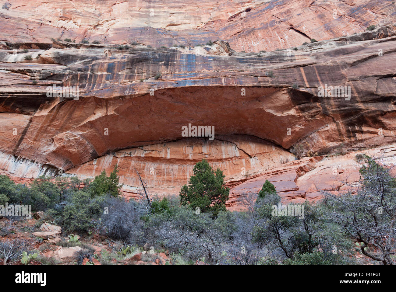 A large wall of red sandstone with the beginings of an arch formation ...