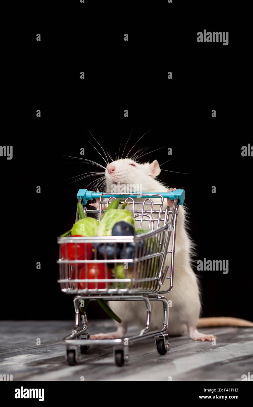 Cute rat with a shopping cart Stock Photo - Alamy