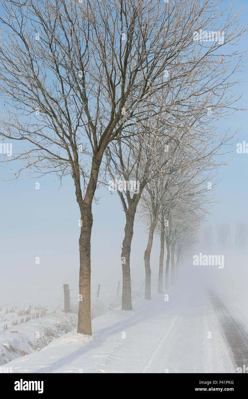 Trees with frozen mist create a magic scenery at the Flemish ...