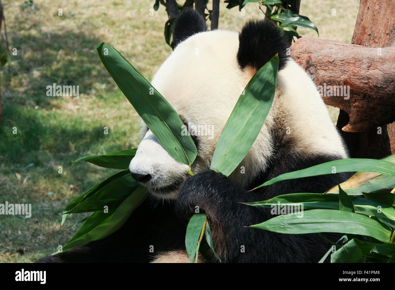 Panda eating bamboo Stock Photo - Alamy