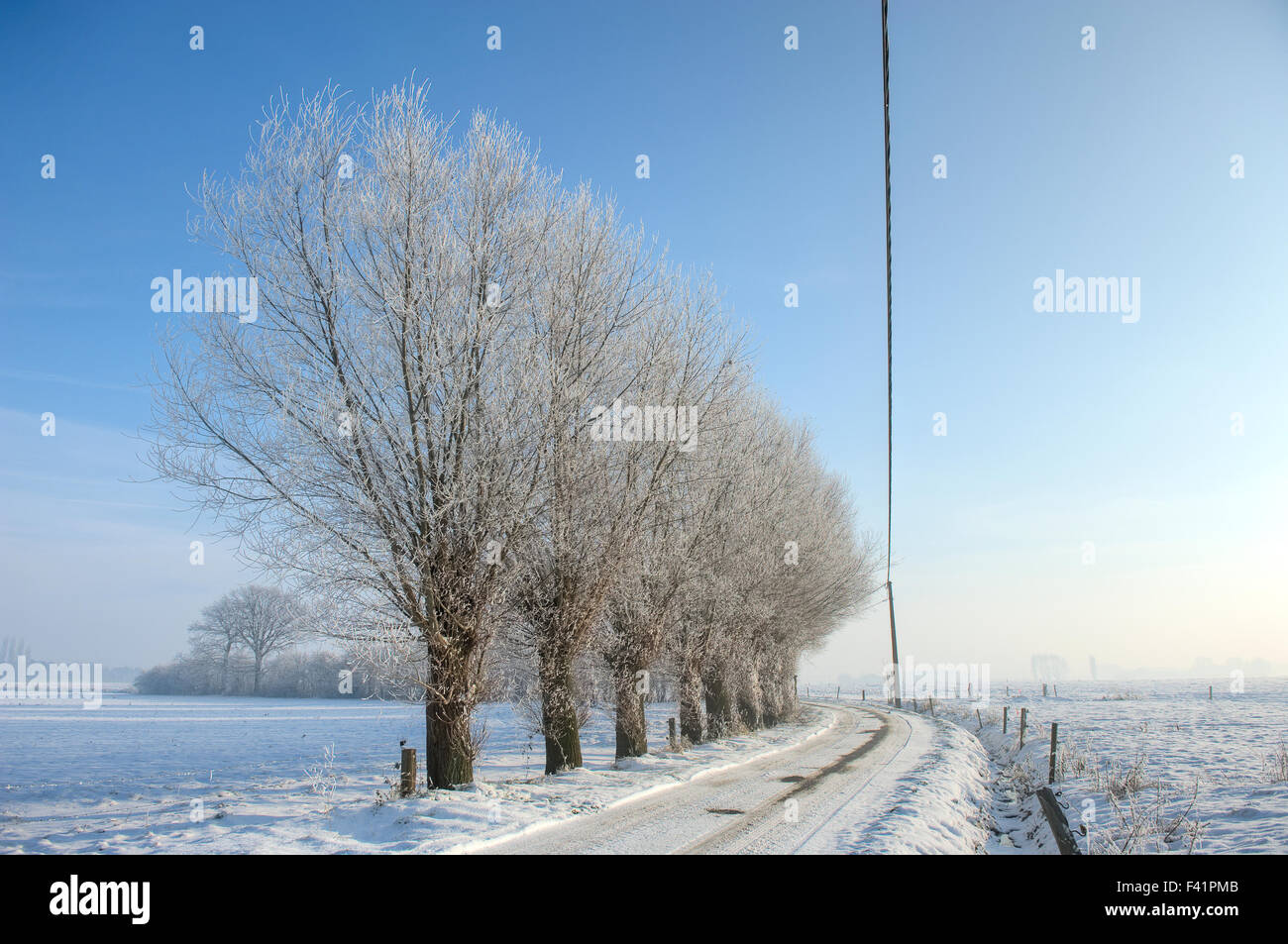 mist frozen onto pollard willows creates a magical winter landscape in ...