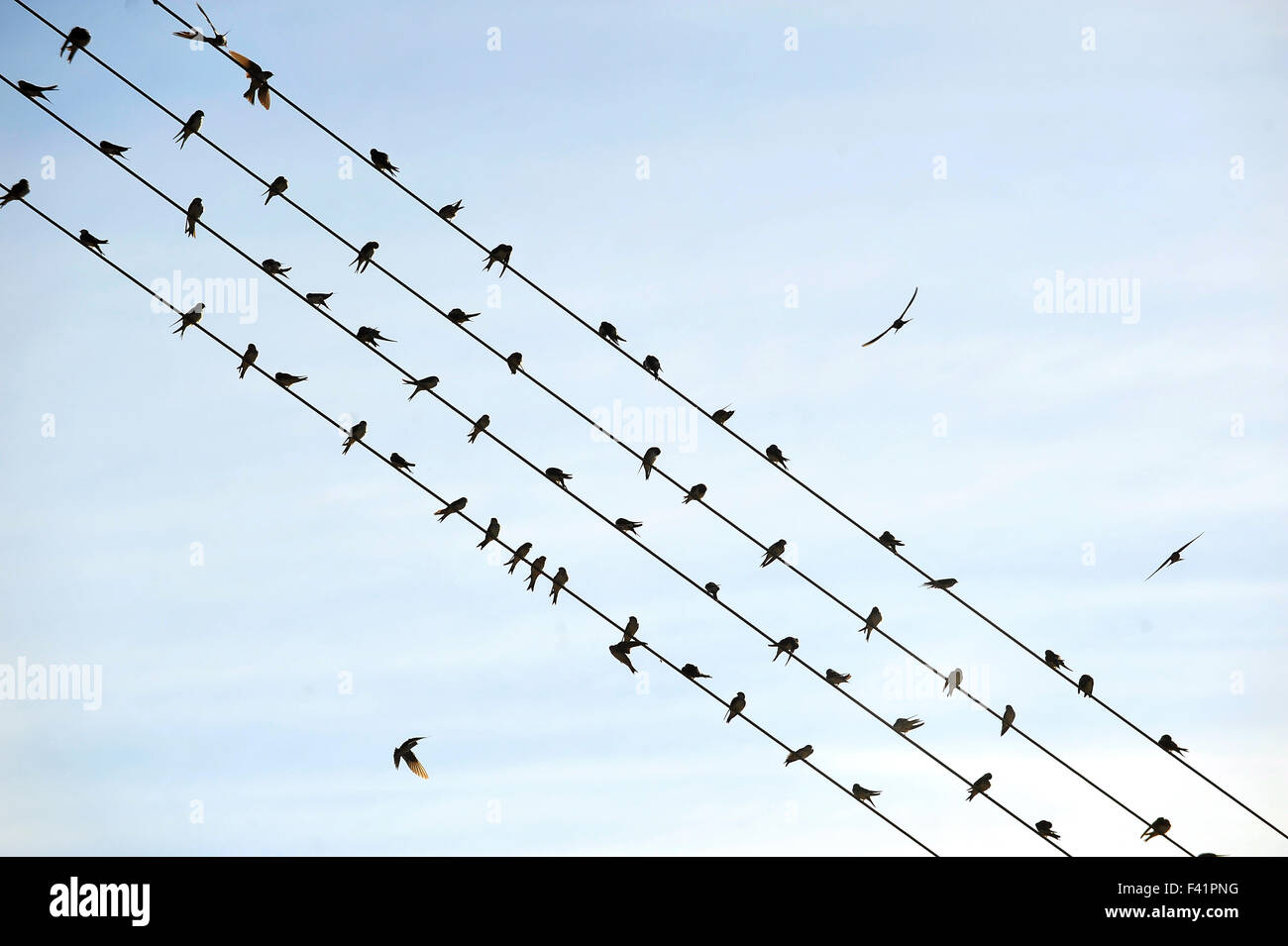 Barn swallow flock hi-res stock photography and images - Alamy