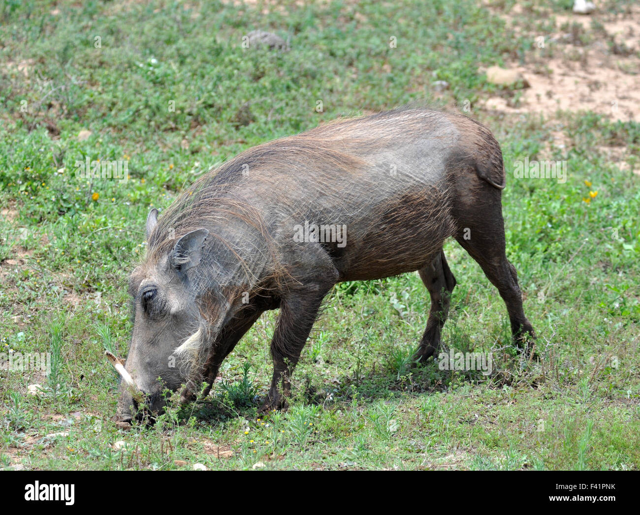 Warthog in its environment hi-res stock photography and images - Alamy