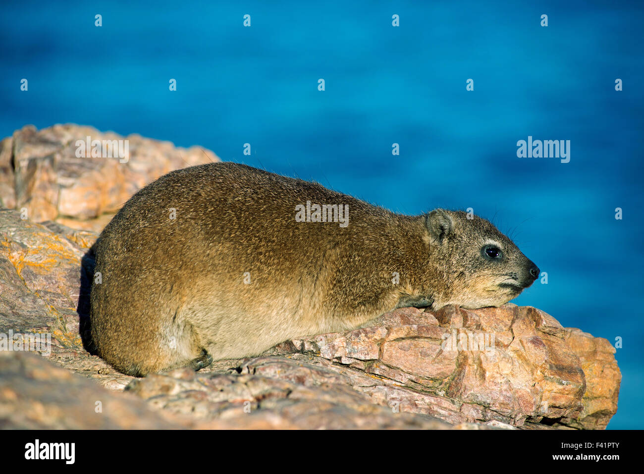 Rock badger hi-res stock photography and images - Alamy
