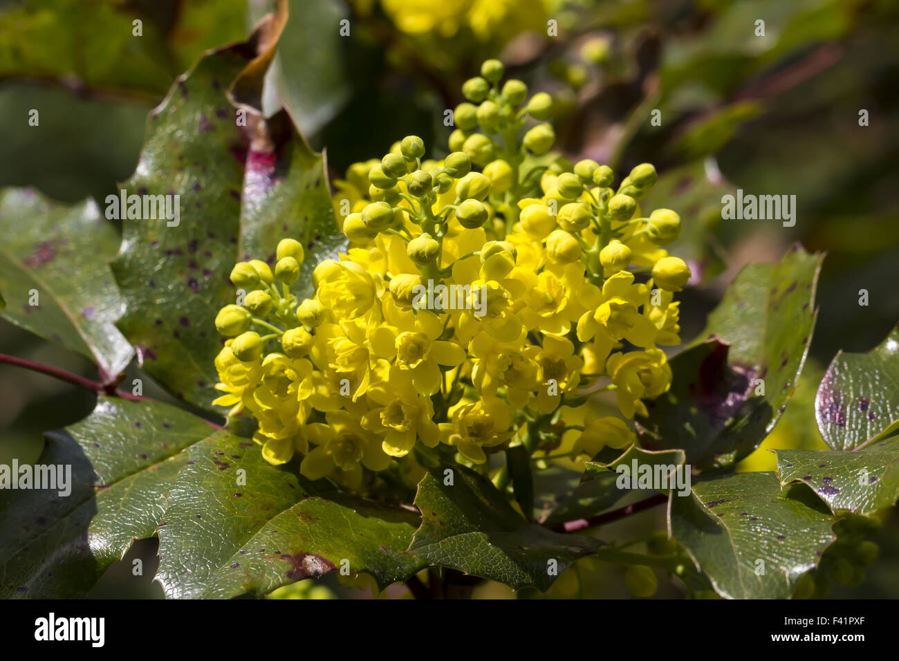 Mahonia aquifolium, Oregon-grape, Oregon grape Stock Photo - Alamy