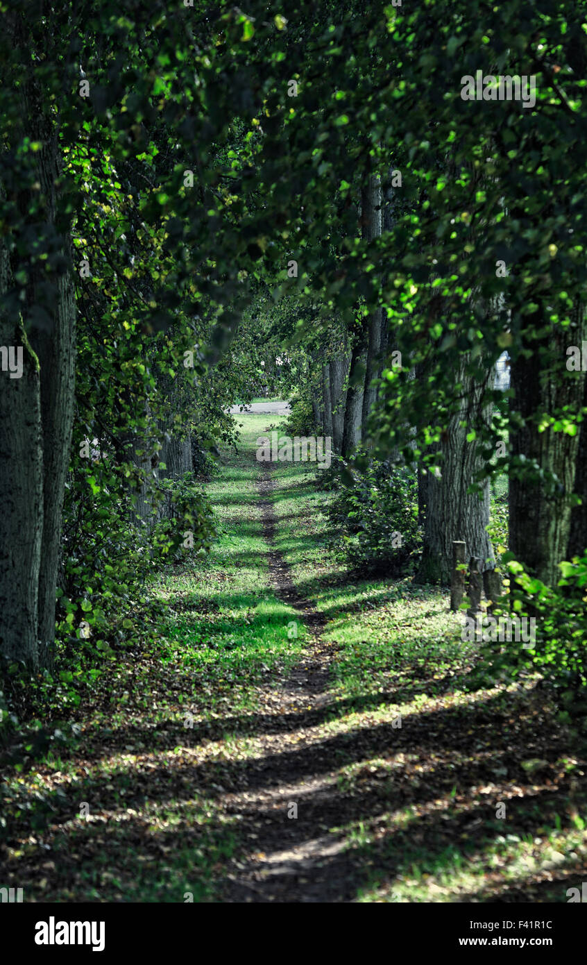 Lithuanian forest hi-res stock photography and images - Alamy