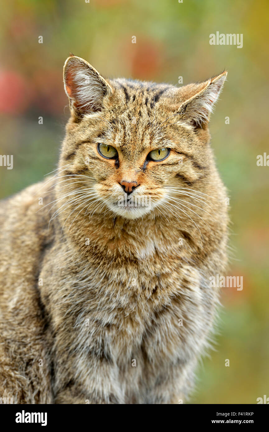 European wildcat (Felis silvestris silvestris), Canton of Schwyz ...