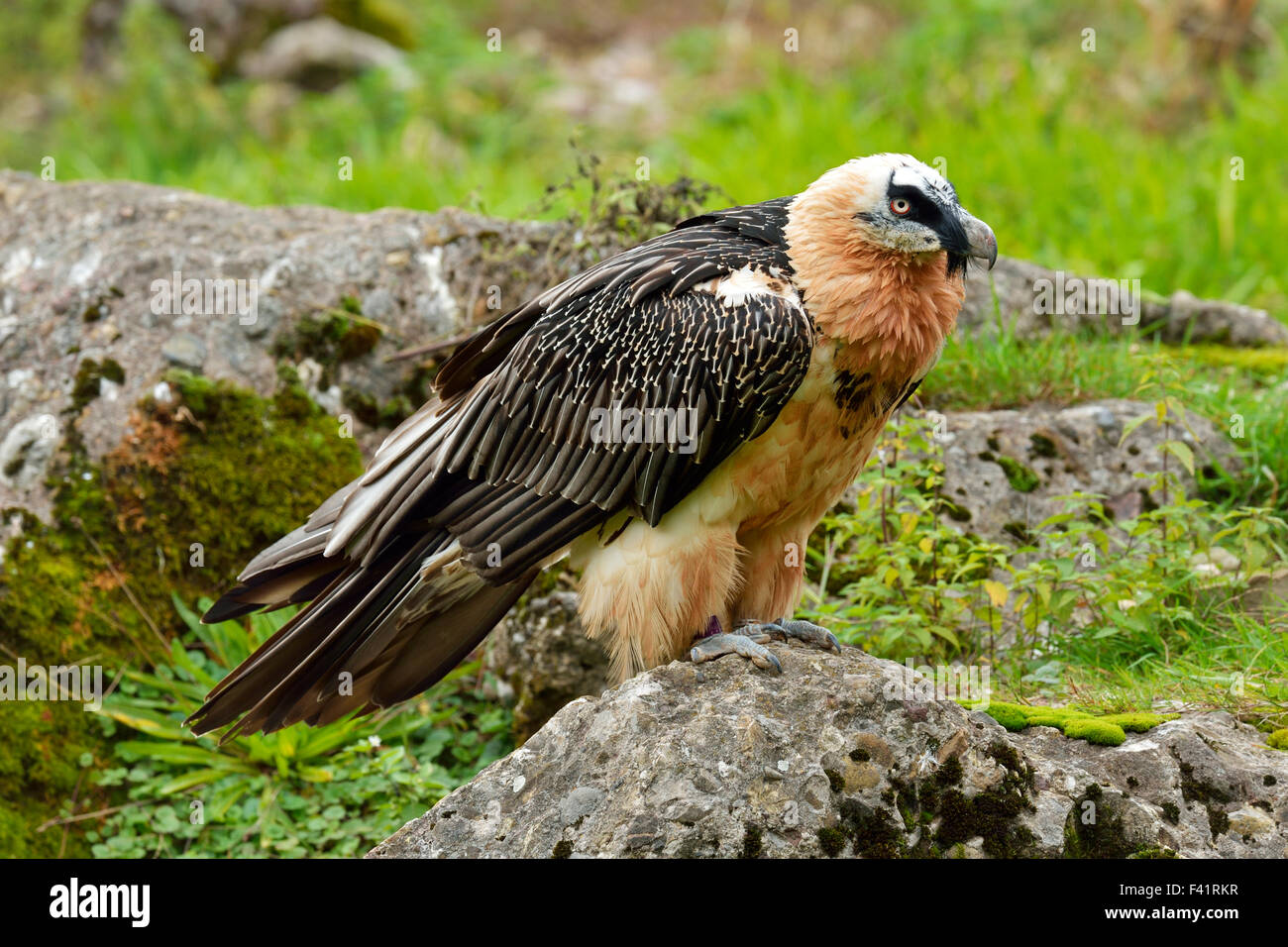 Bearded vulture or Lammergeier (Gypaetus barbatus), standing on a rock ...