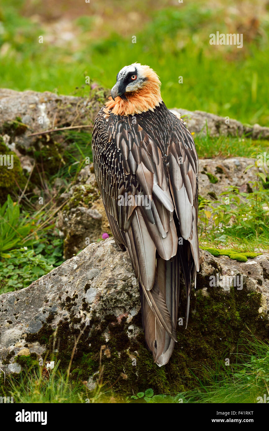 Bearded vulture or Lammergeier (Gypaetus barbatus), standing on a rock ...