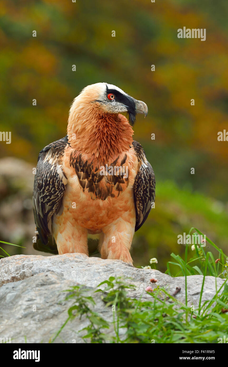 Bearded vulture or Lammergeier (Gypaetus barbatus), Canton of Schwyz ...