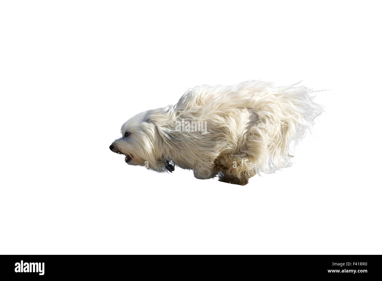 Weiss dog Cut Out Stock Images & Pictures - Alamy