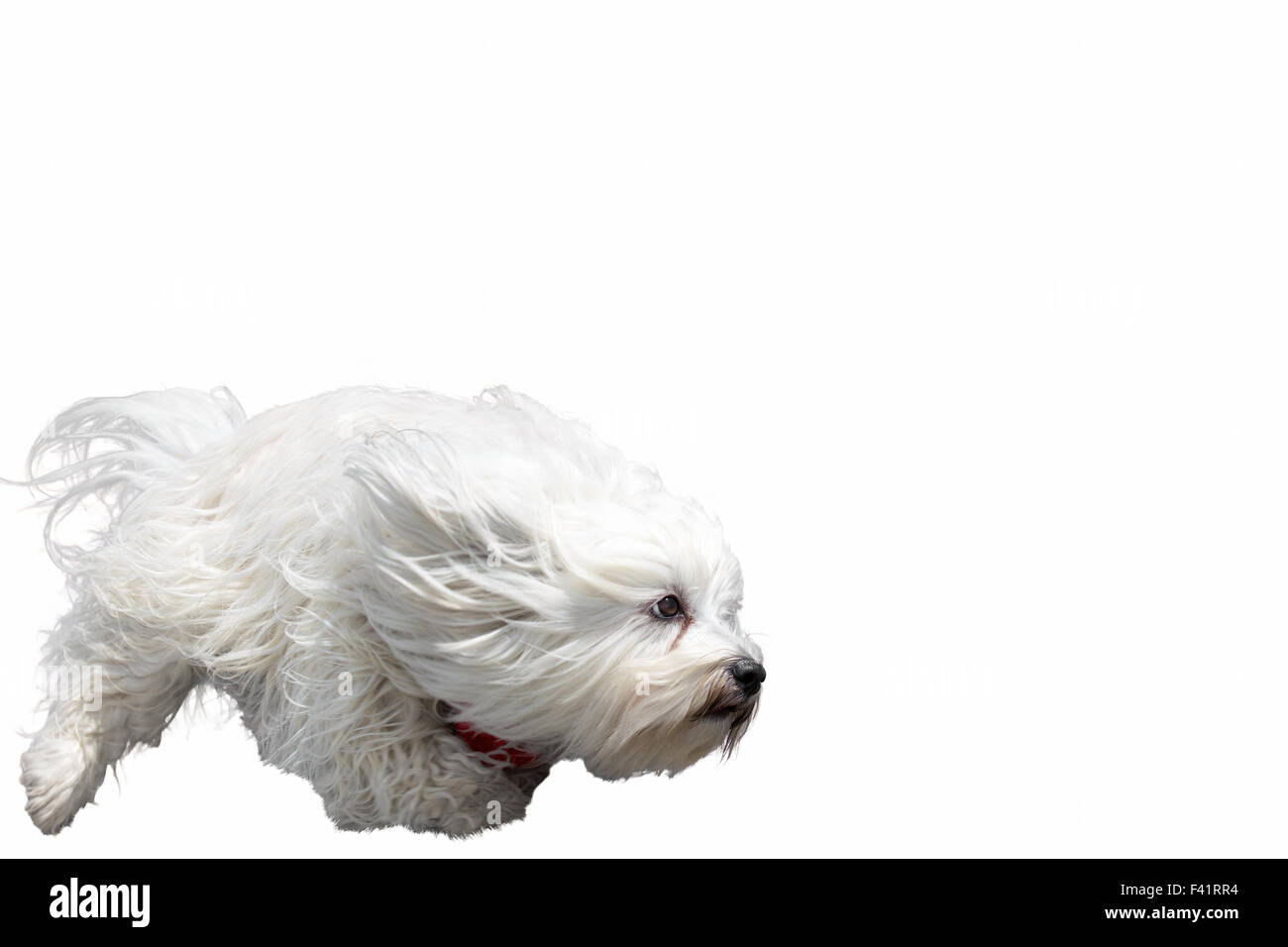 Weiss dog Cut Out Stock Images & Pictures - Alamy